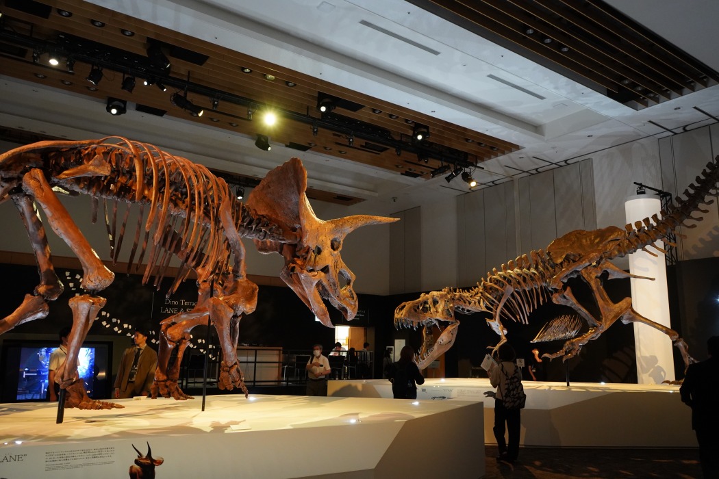 六本木にトリケラトプス!? 骨格標本と最新技術で恐竜に迫る『DinoScience 恐竜科学博』 | TOKYO HEADLINE